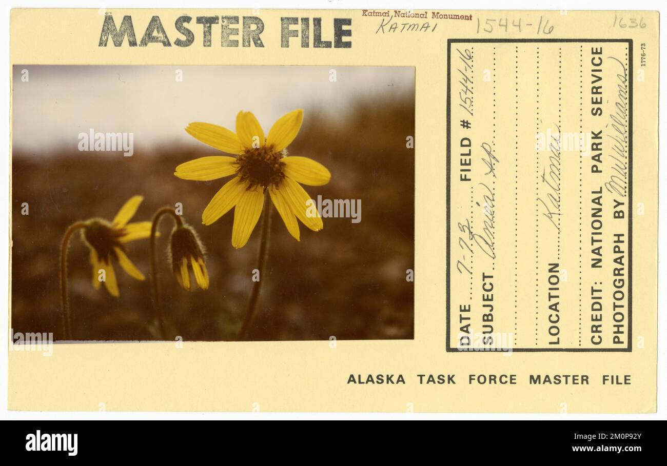 Arnica sp. Alaska Task Force Photographs Stock Photo - Alamy
