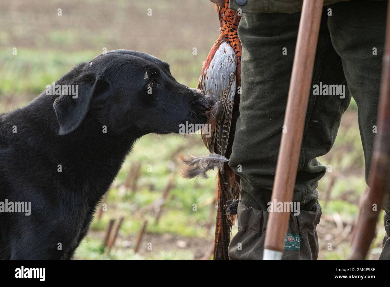 black labrador sniffing pheasant Stock Photo - Alamy