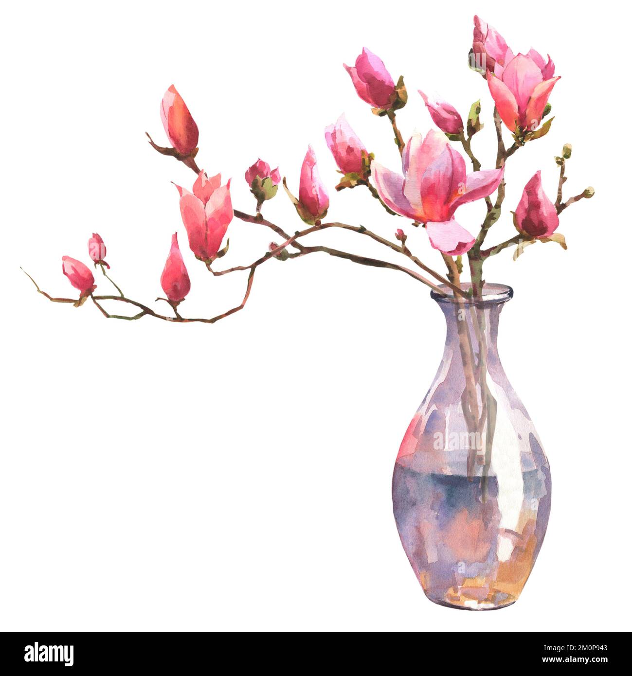 Watercolor illustration of a magnolia branch in a transparent vase ...