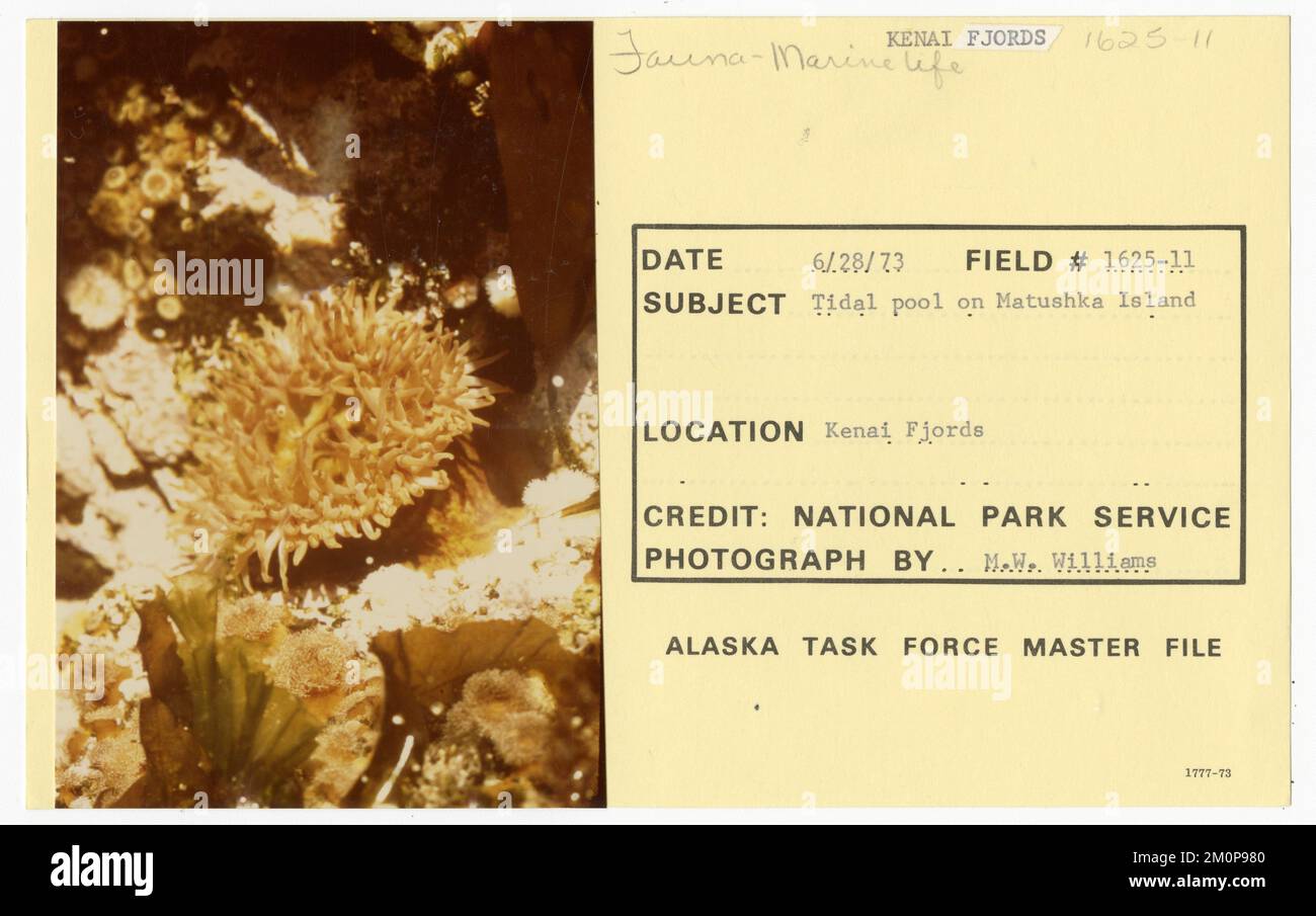 Tidal pool on Matushka Island. Alaska Task Force Photographs Stock ...