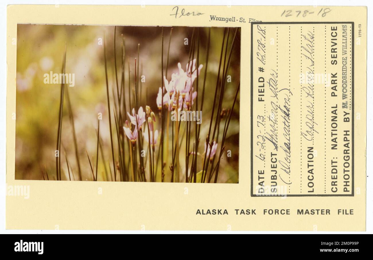 Shooting star Dodecatheon. Alaska Task Force Photographs Stock Photo ...