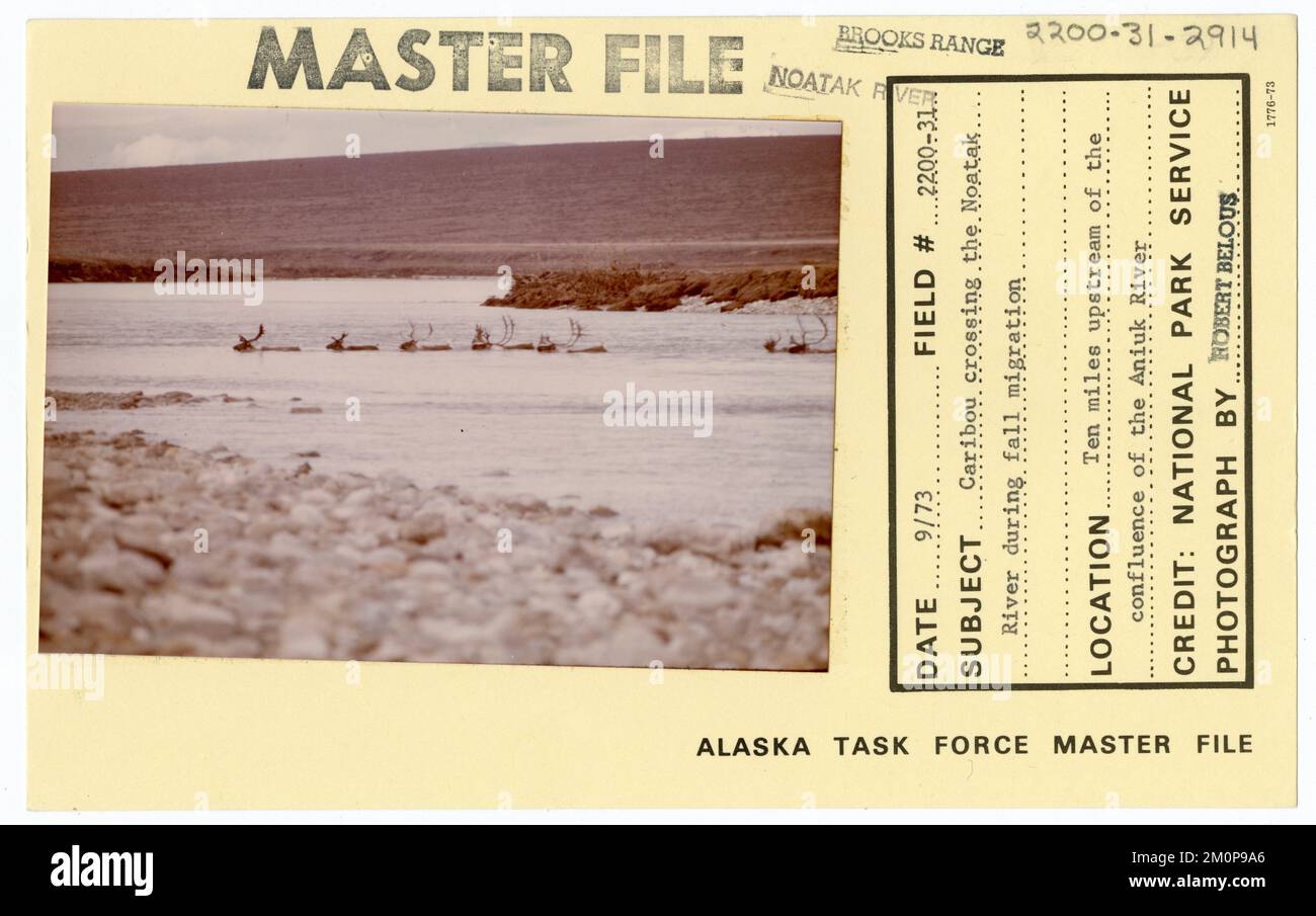 Caribou crossing the Noatak River during fall migration. Alaska Task ...