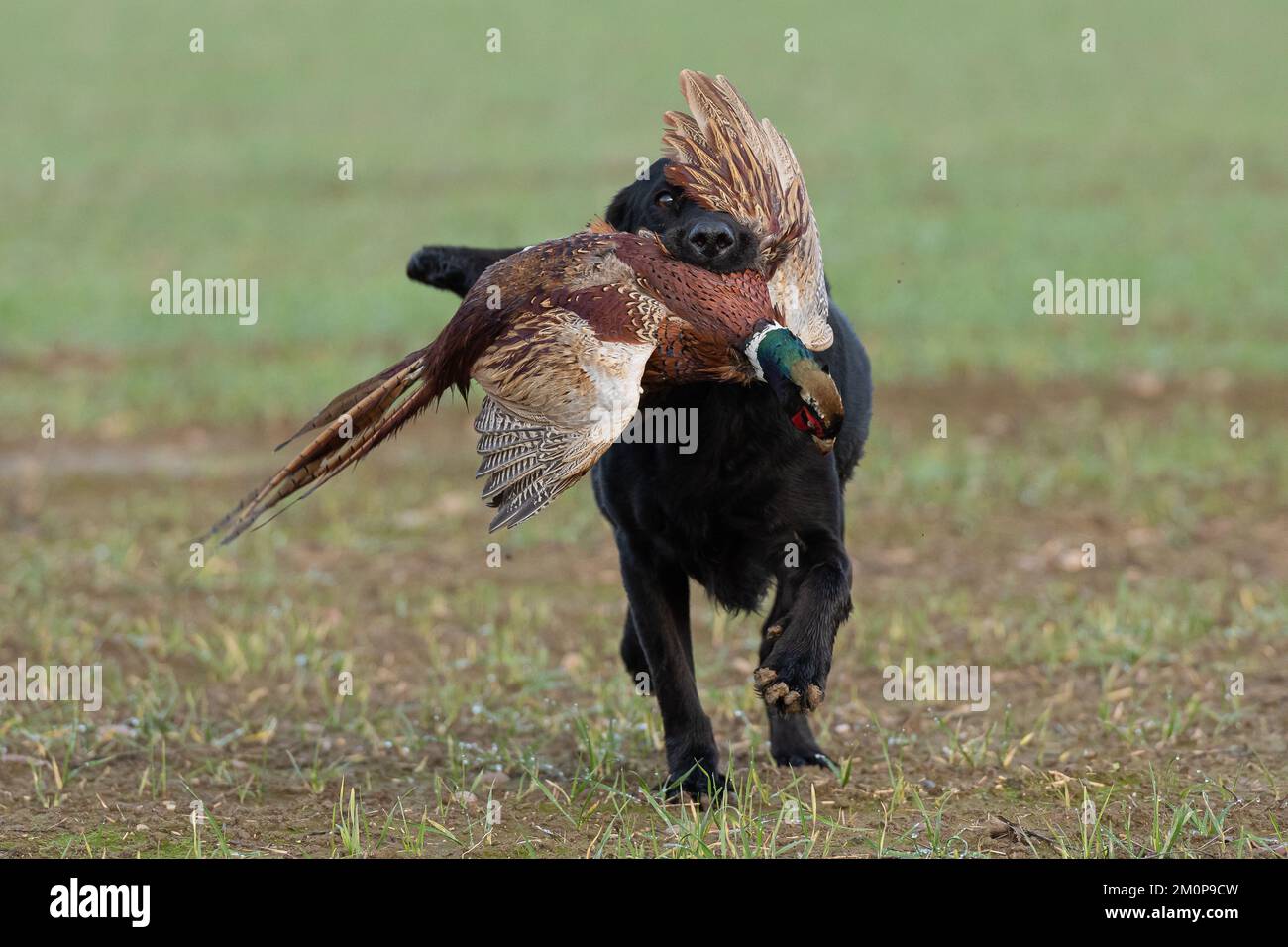 black labrador retrieving a cock bird Stock Photo - Alamy