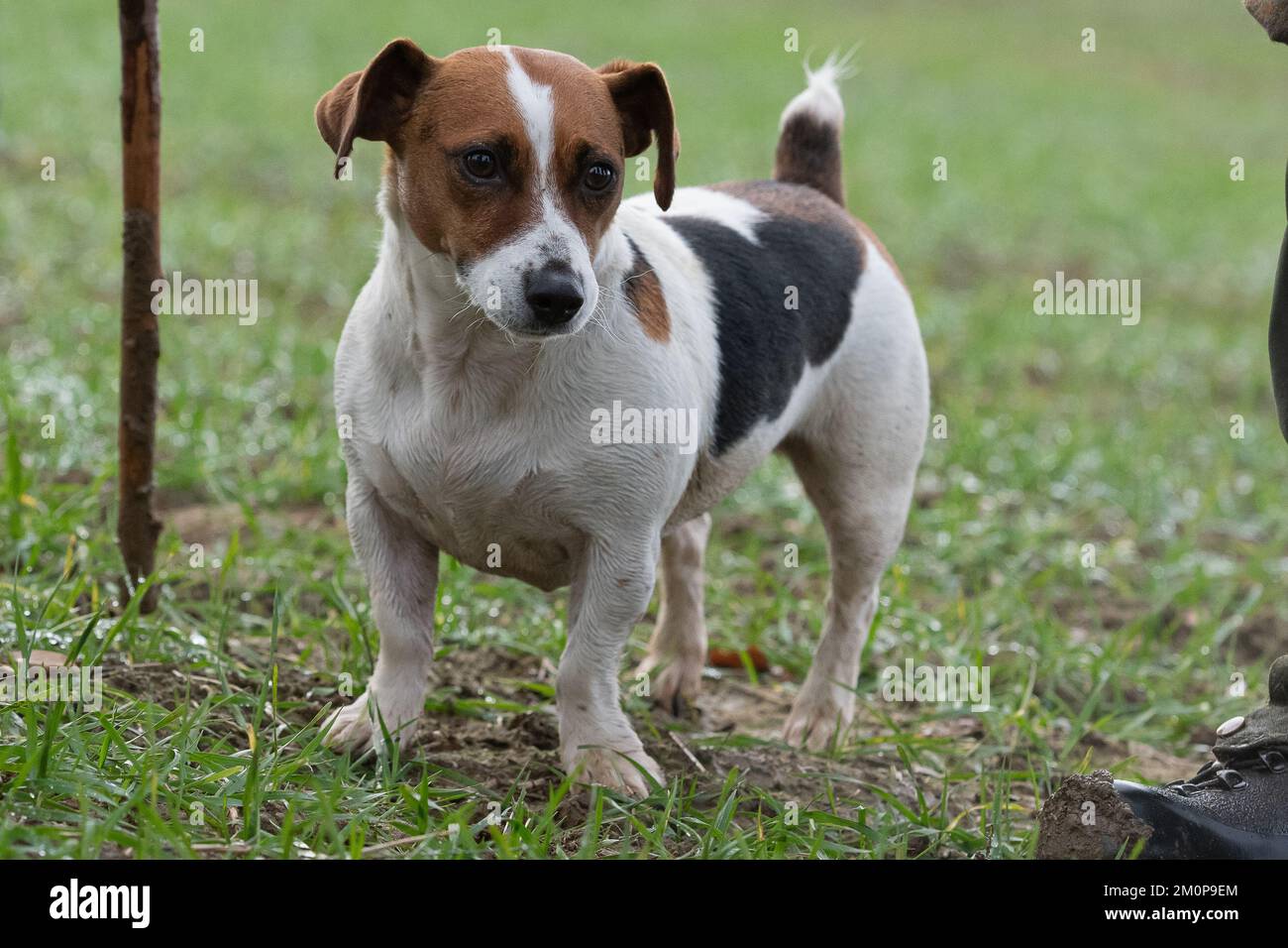 Tri coloured jack russell hi-res stock photography and images - Alamy
