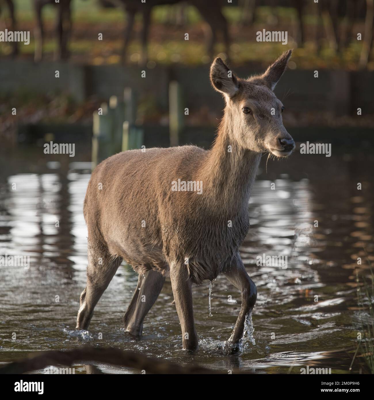 First brave deer to cross the water Stock Photo - Alamy