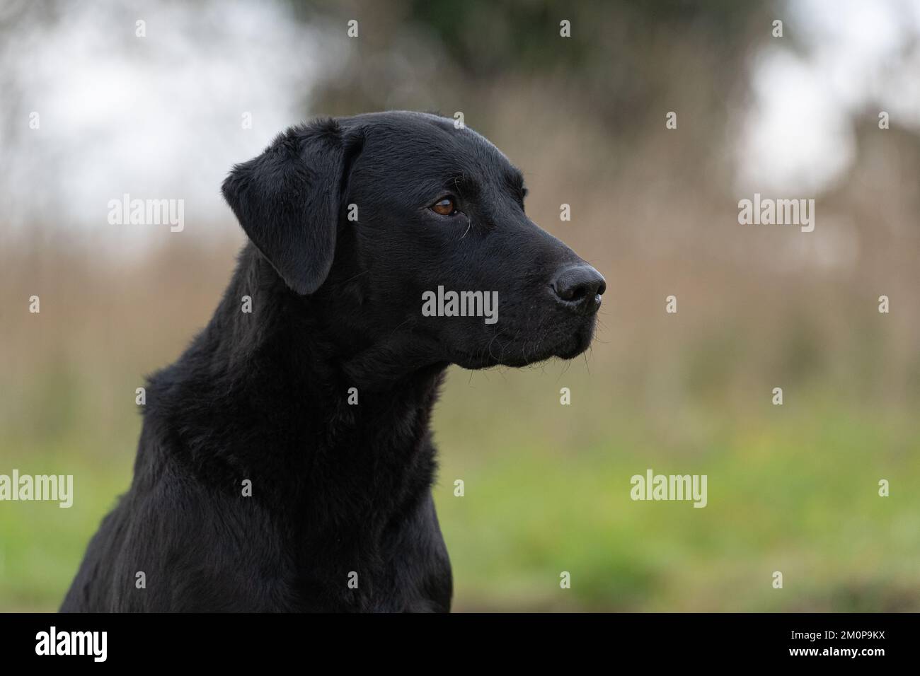 Black lab head shot hi-res stock photography and images - Alamy