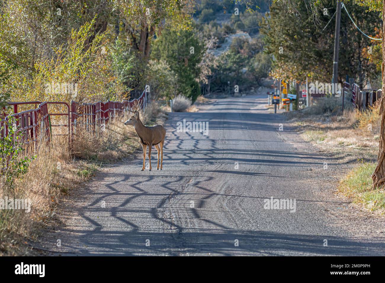 A photograph of a younger Mule Deer buck looking for does on a road ...