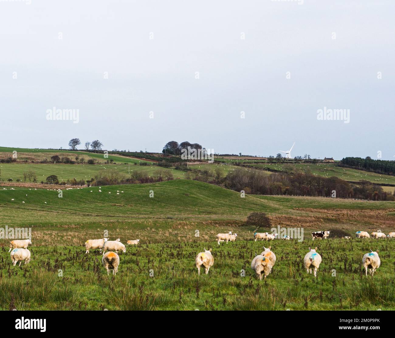 Northumberland, UK, ewes i the landscape with raddle colours to show ...