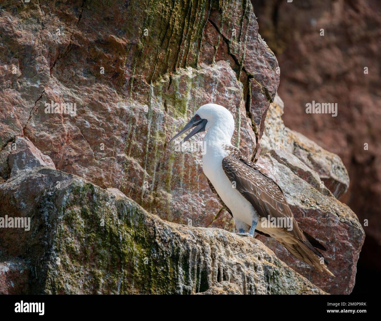 A Peruvian Booby (Sula variegata). Ballestas Islands, Peru Stock Photo - Alamy
