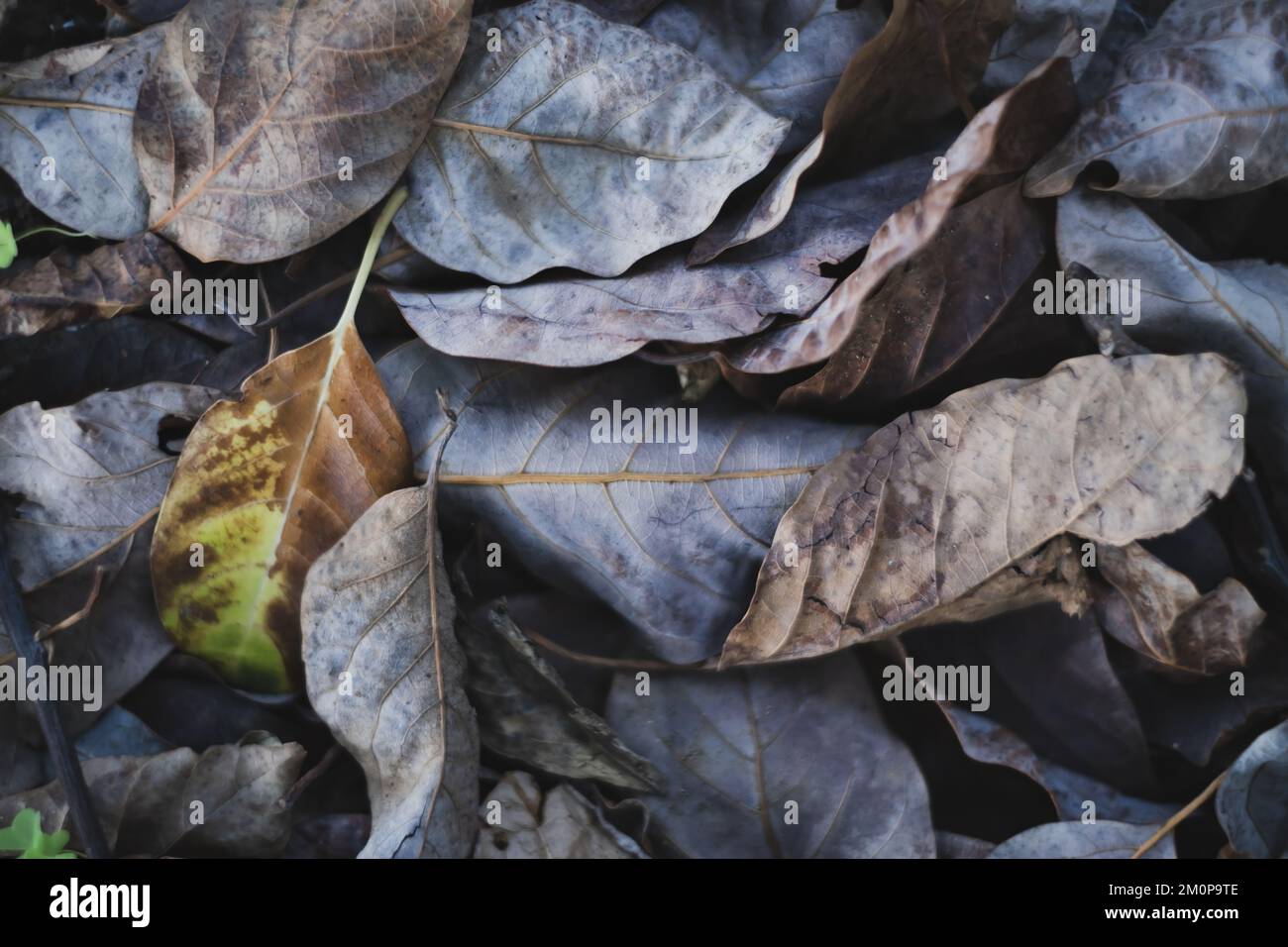 Dried fallen leaves on ground background. High quality photo Stock ...