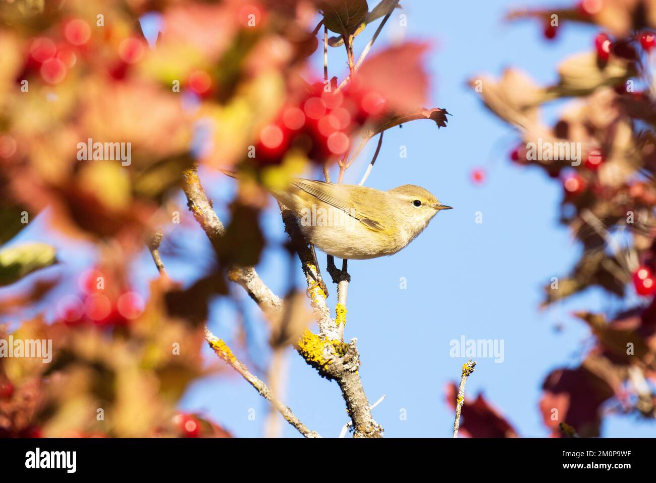 A small leaf warbler in the middle of colorful Guelder rose leaves ...