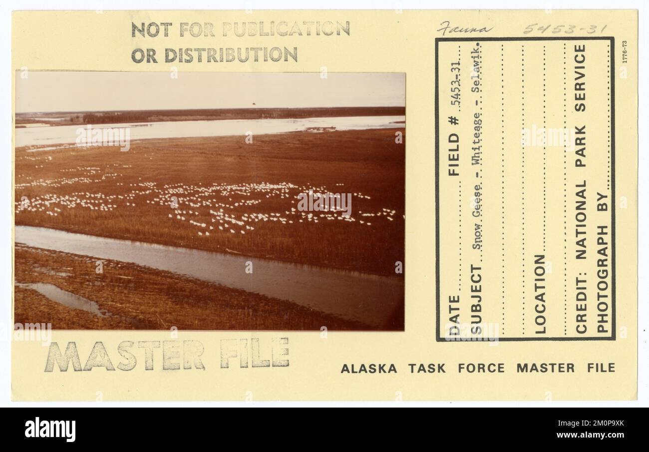 Snow geese - Whiteage - Selawik. Alaska Task Force Photographs Stock ...