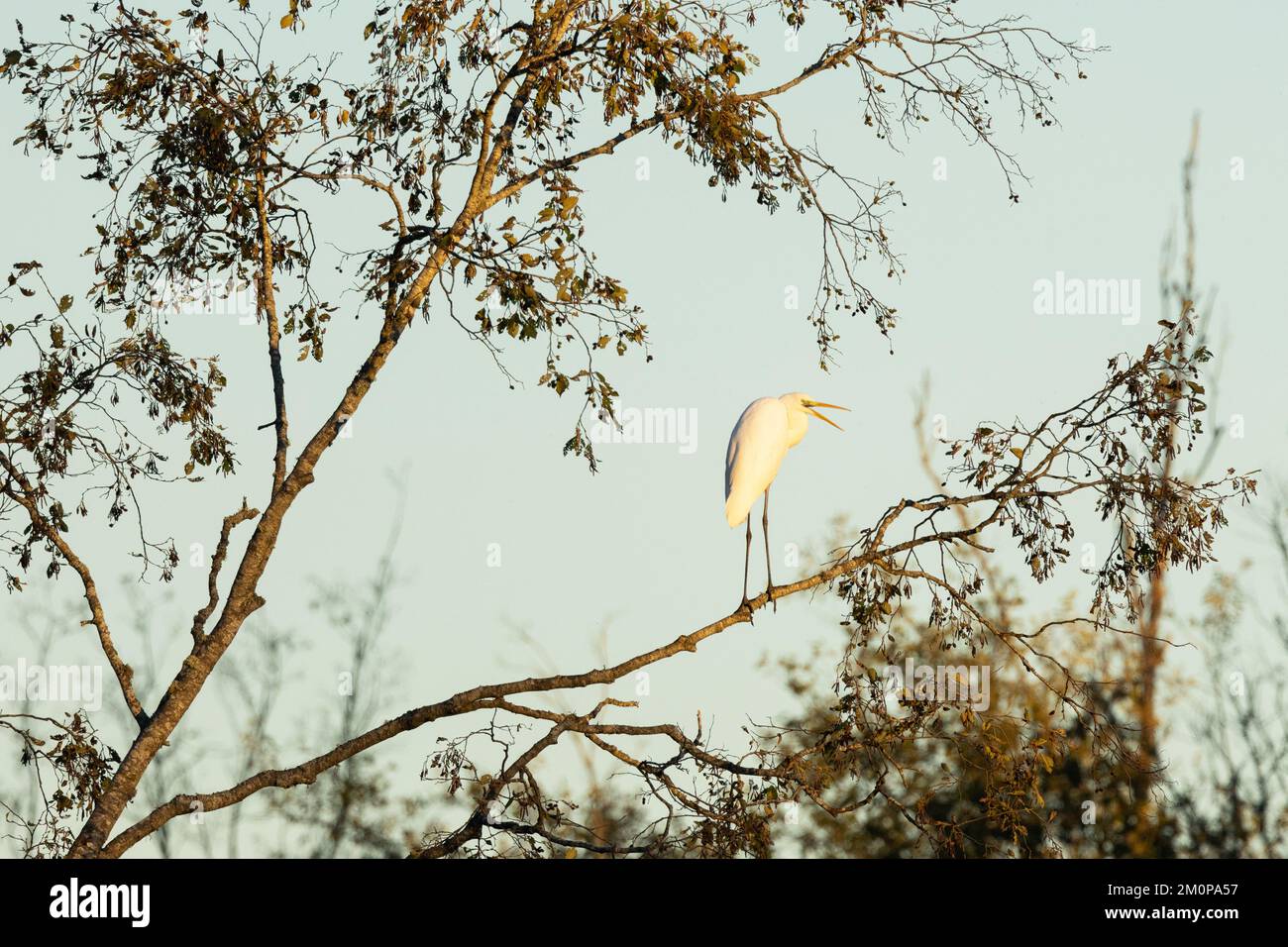 A beautiful Great egret standing on a tree branch during an autumnal ...