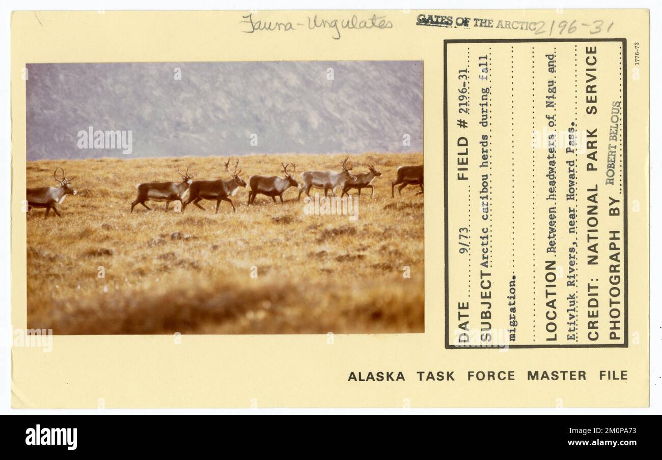 Actic caribou herds during fall migration. Alaska Task Force ...
