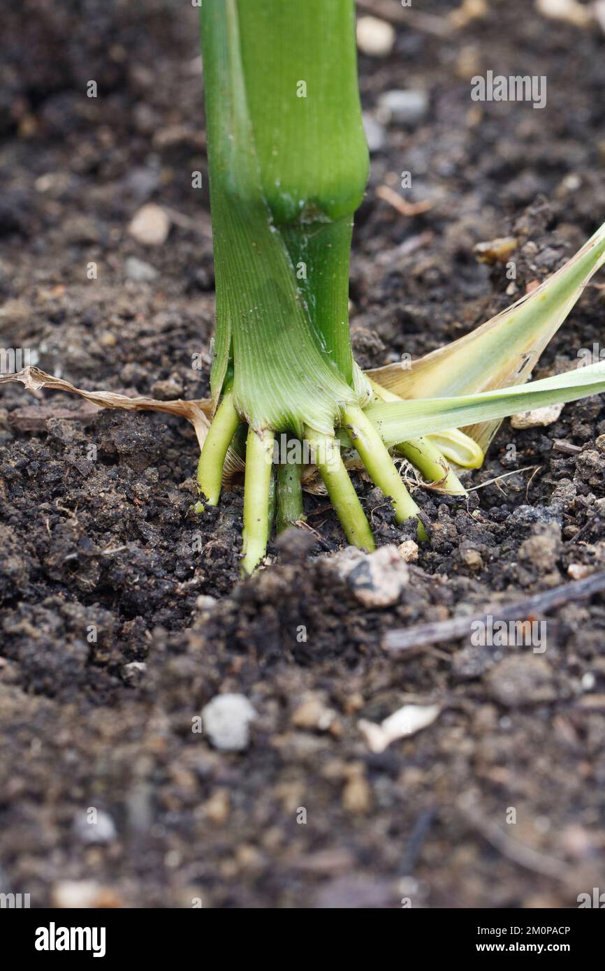 Vegetable roots hi-res stock photography and images - Alamy