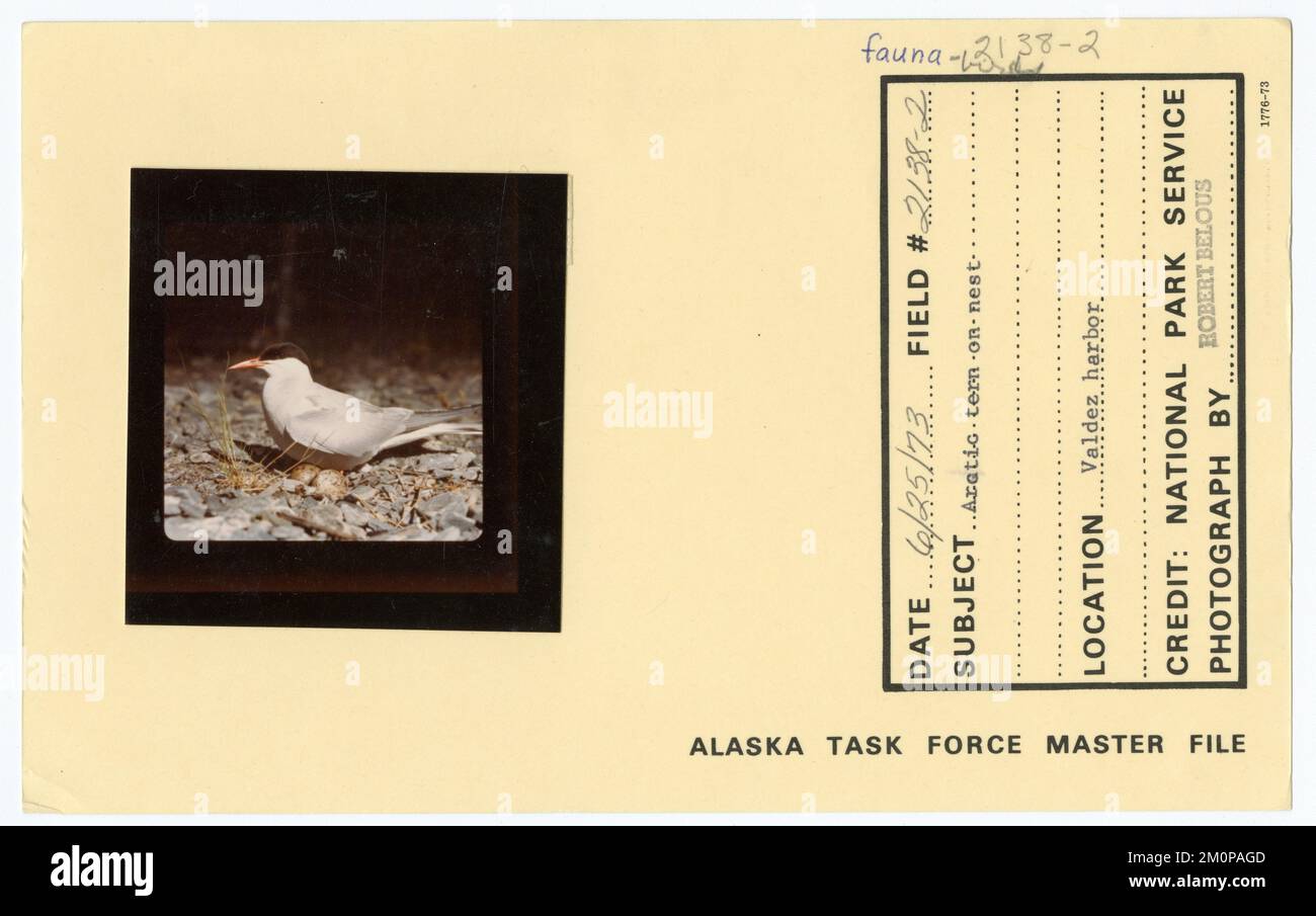 Arctic tern on nest. Alaska Task Force Photographs Stock Photo - Alamy