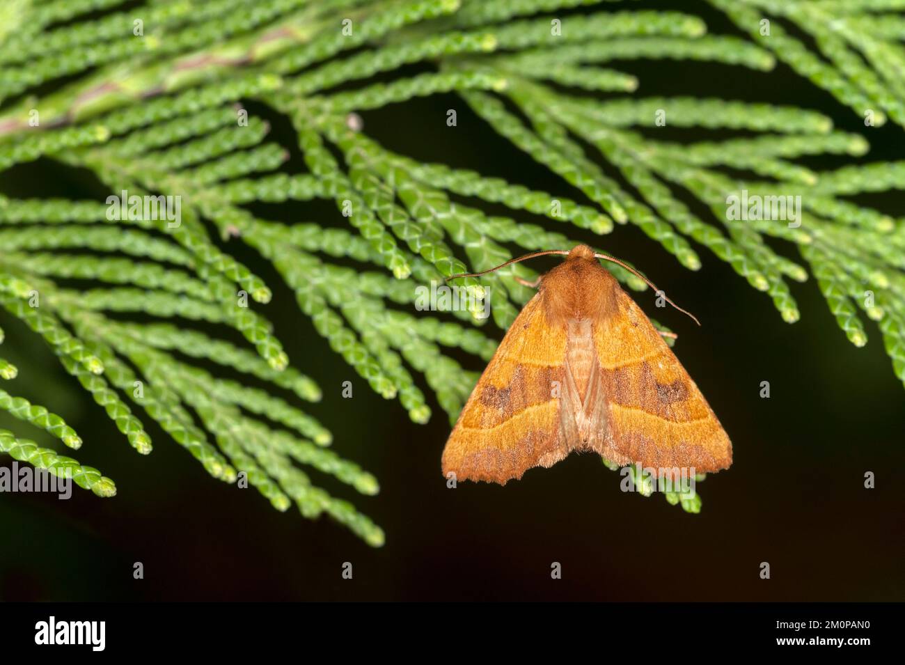 Owlet butterfly hi-res stock photography and images - Alamy
