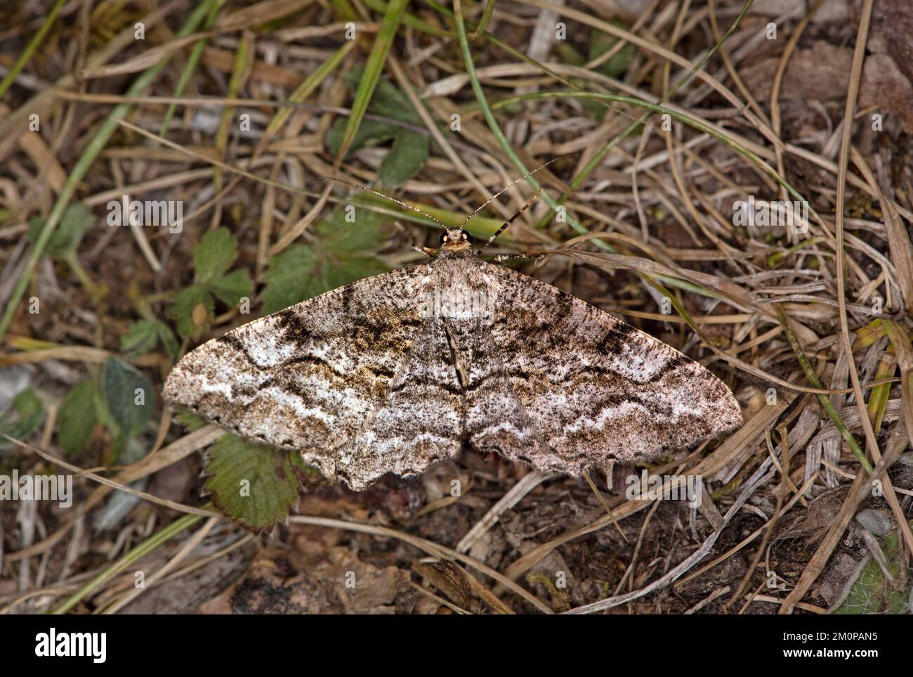 Mottled beauty moth (Alcis repandata), Ovronnaz, Valais, Switzerland ...