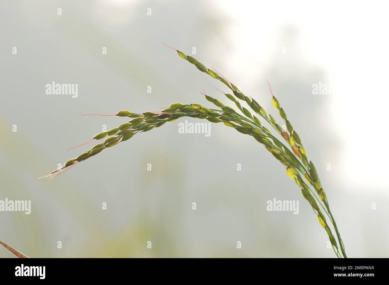 A selective focus shot of a plant isolated on a blurred background ...