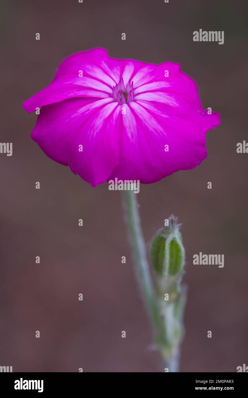 Rose campion flower Stock Photo - Alamy