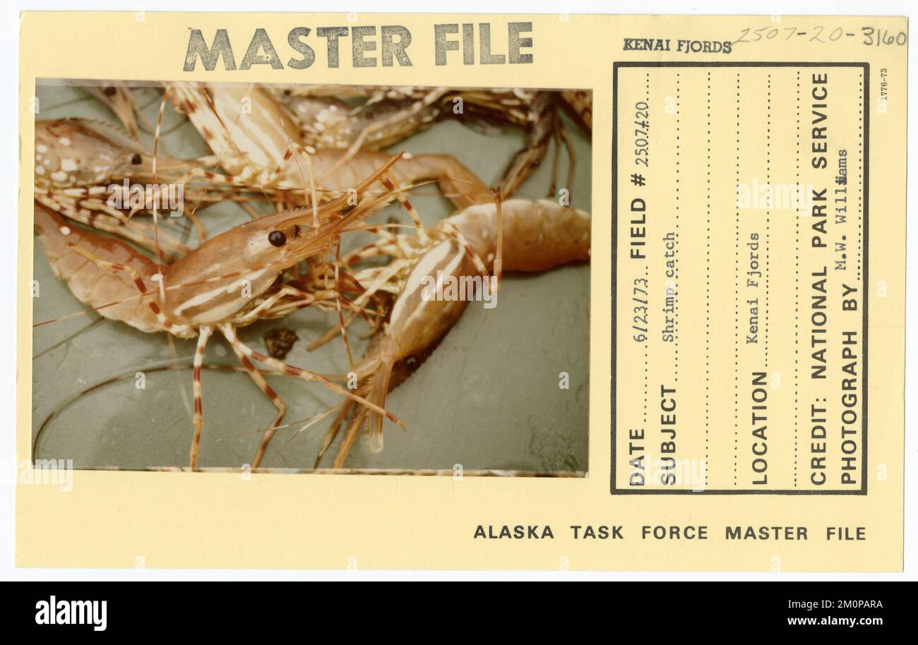 Shrimp catch. Alaska Task Force Photographs Stock Photo - Alamy