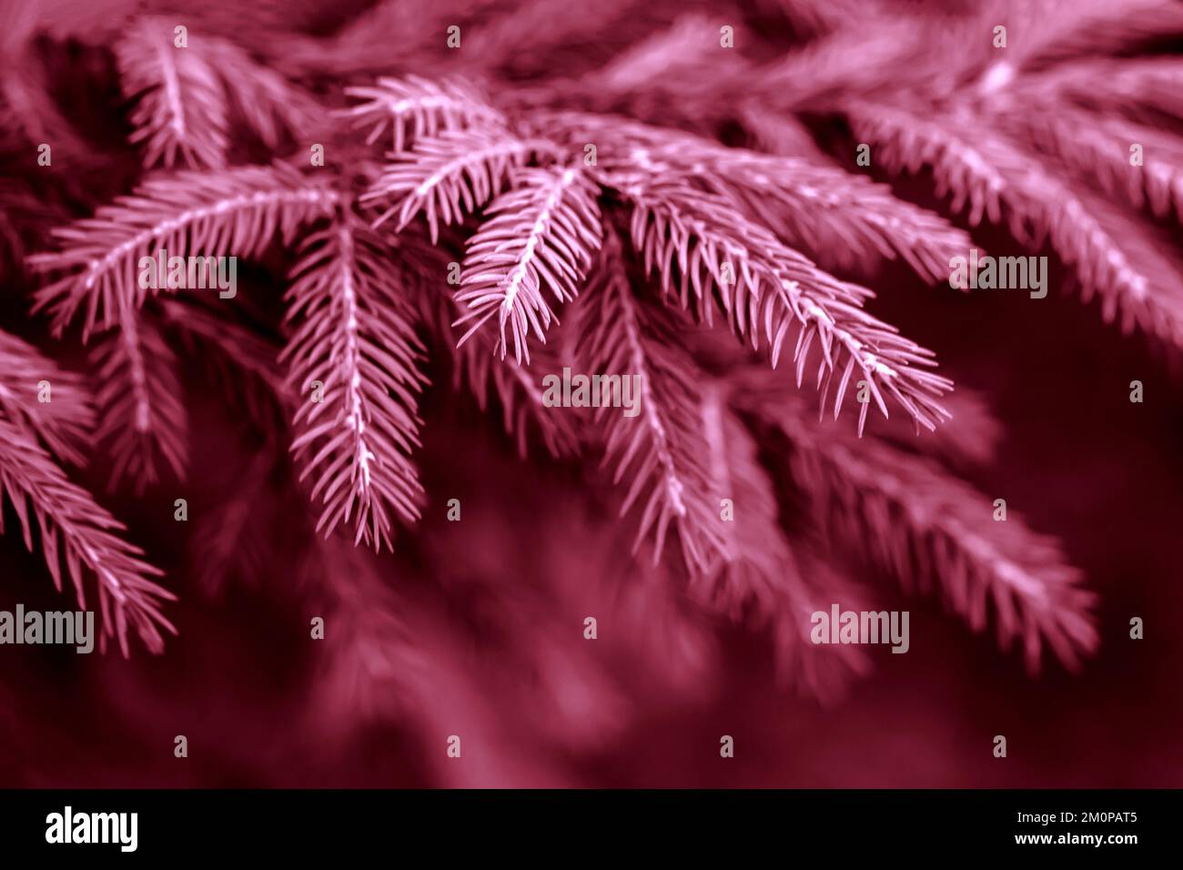 Christmas tree in nature, viva magenta color spruce close up. Seasonal ...