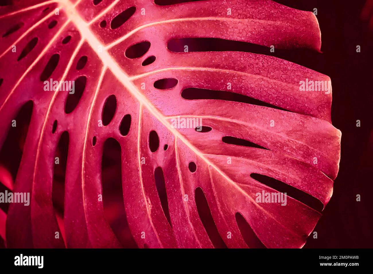 Abstract perforated leaf of Monstera, viva Magenta color on dark ...