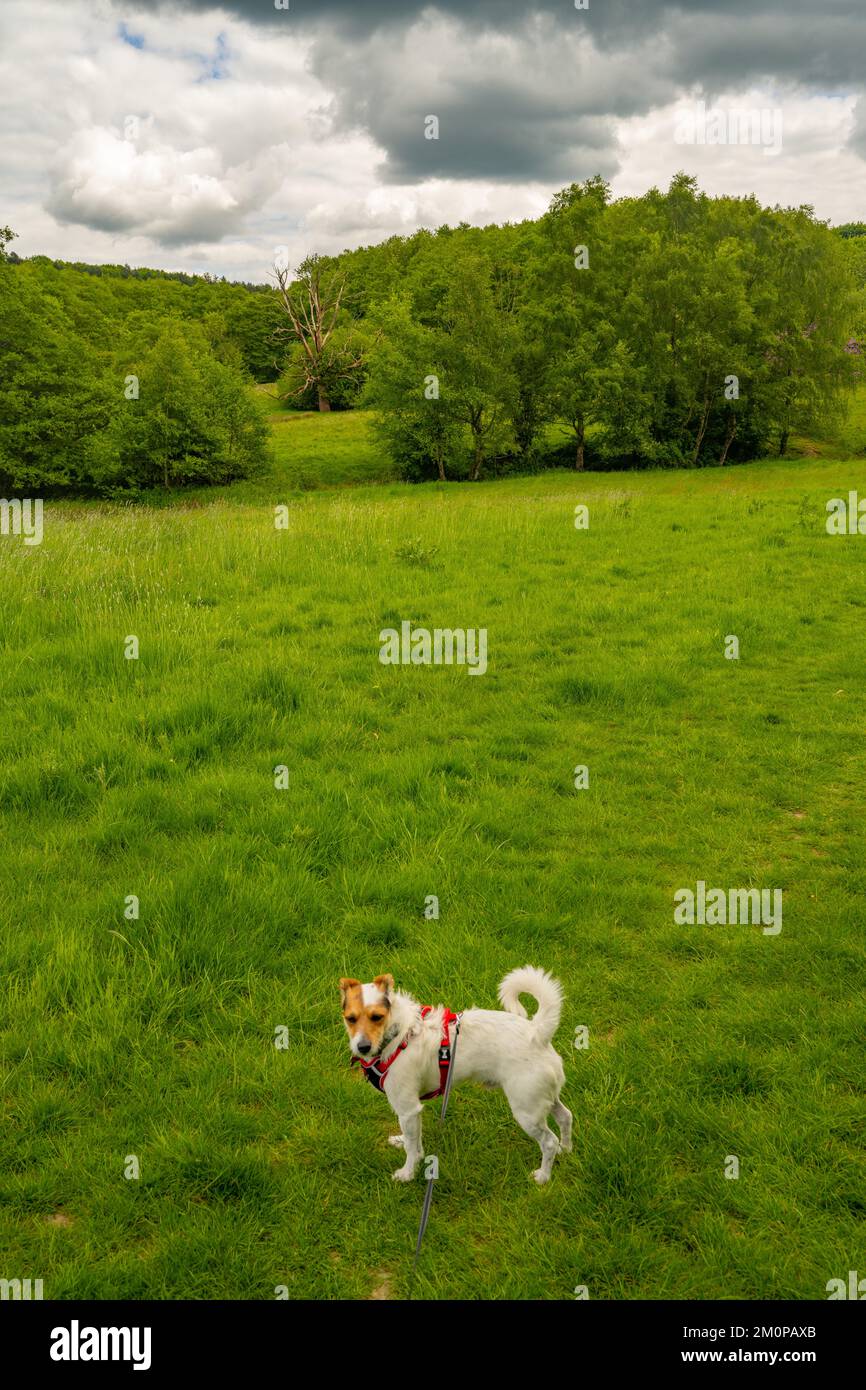 Dog walking kent hi-res stock photography and images - Alamy