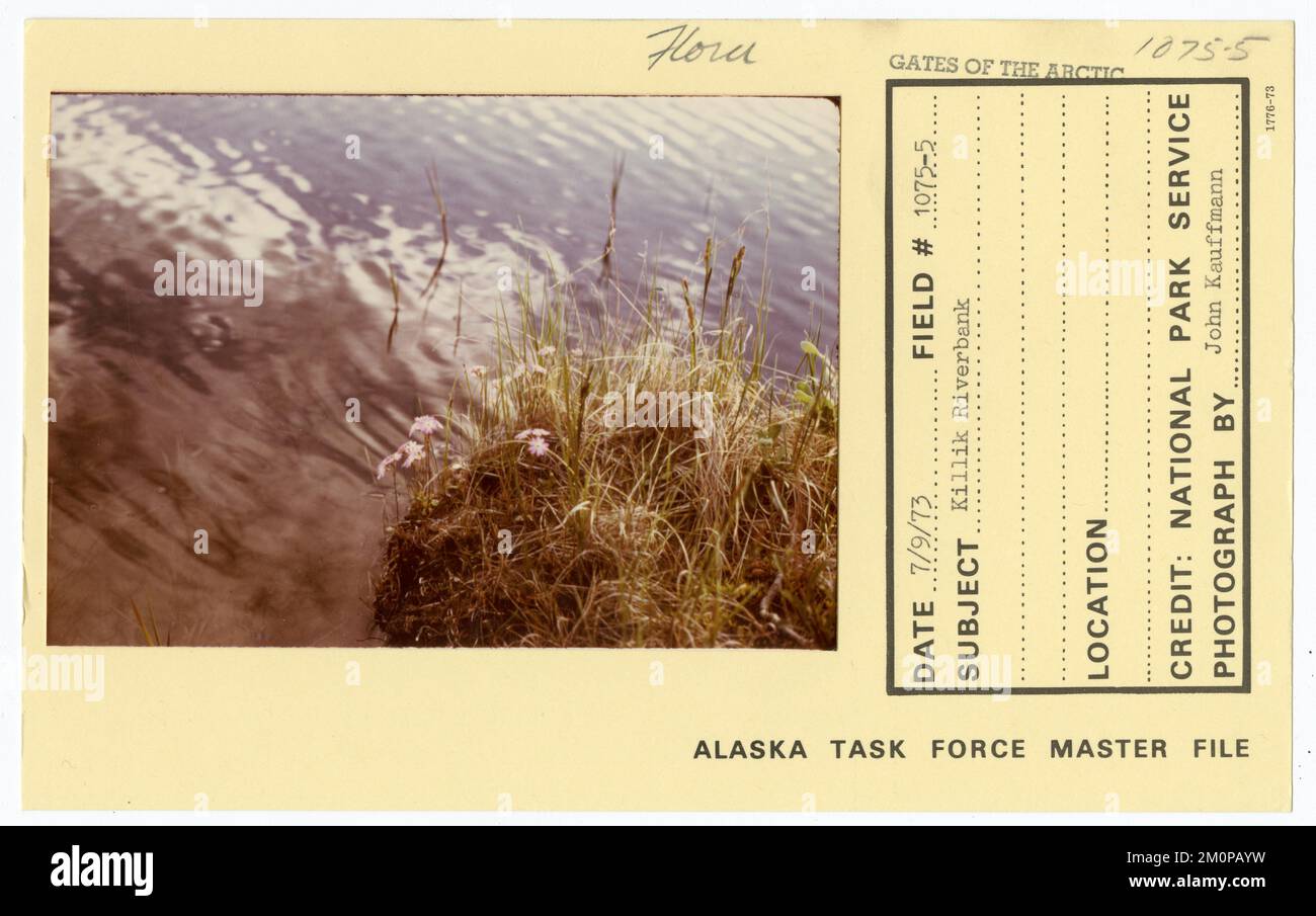 Killik River bank. Alaska Task Force Photographs Stock Photo - Alamy