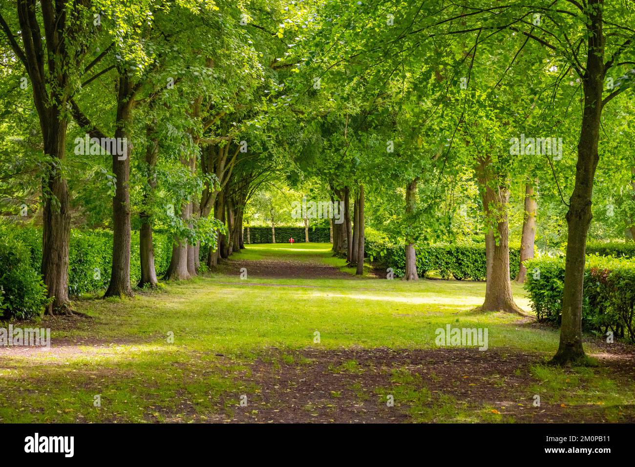 National Trust - Whipsnade Tree Cathedral near Dunstable Bedfordshire ...