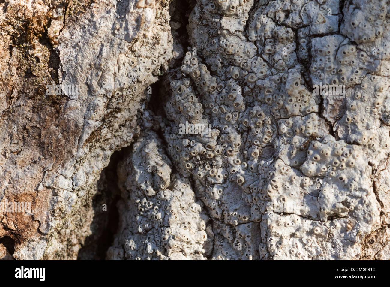 A macro of a lichen Thelotrema lepadinum covering a tree bark on a ...