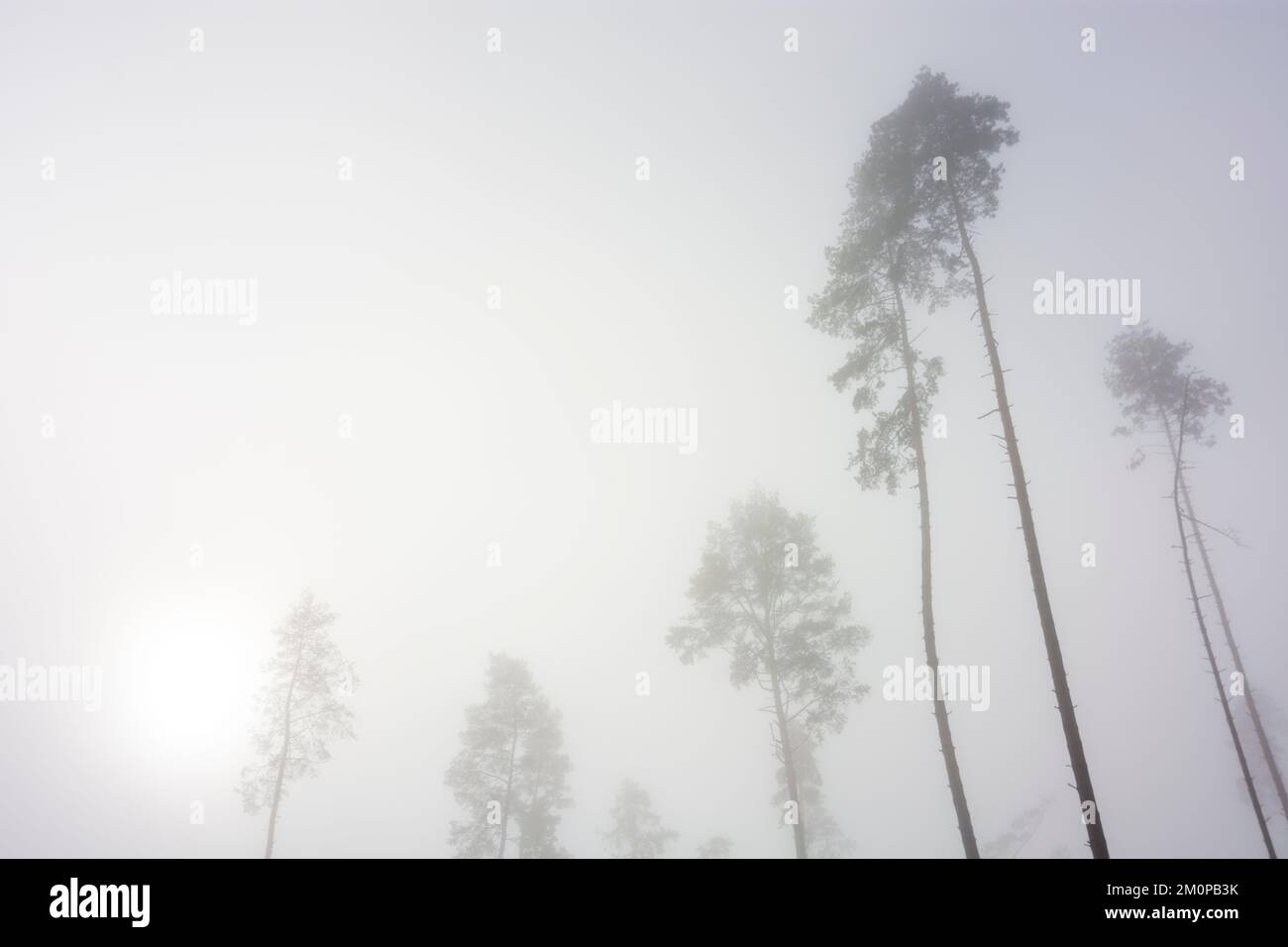 Sulovske skaly (Sulov Rocks): single trees, sun in morning mist in ...