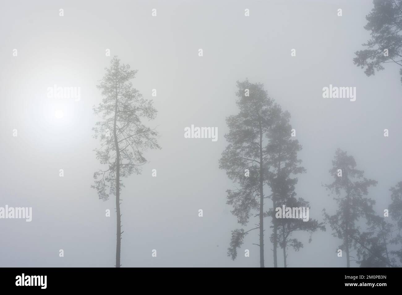 Sulovske skaly (Sulov Rocks): single trees, sun in morning mist in ...