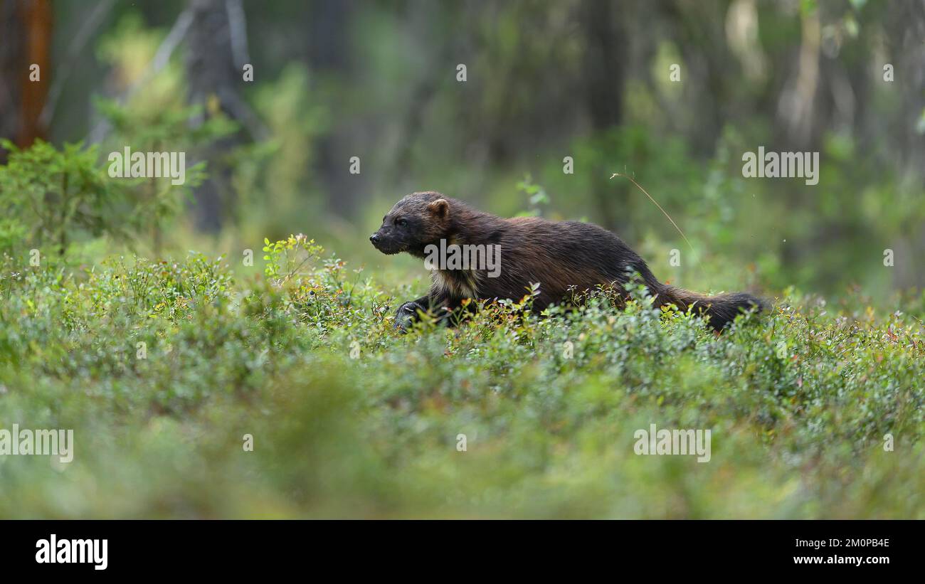 Wolverine in summer forest hi-res stock photography and images - Alamy