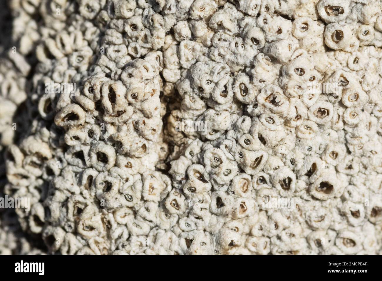 A macro of a lichen Thelotrema lepadinum covering a tree bark on a ...