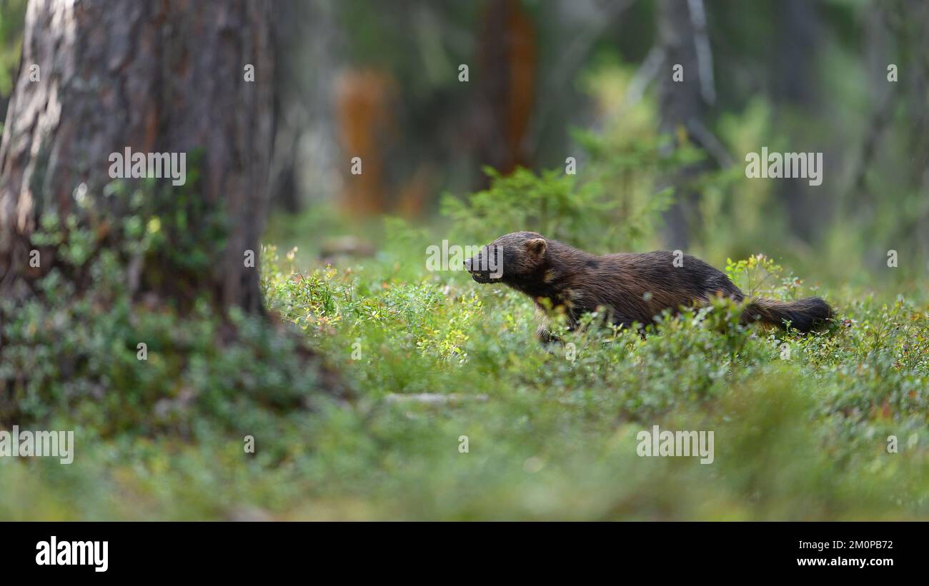 Wolverine (Gulo gulo) in forest in summer Stock Photo - Alamy