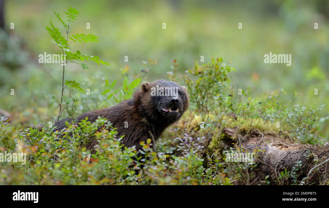 Wolverine (Gulo gulo) in forest in summer Stock Photo - Alamy