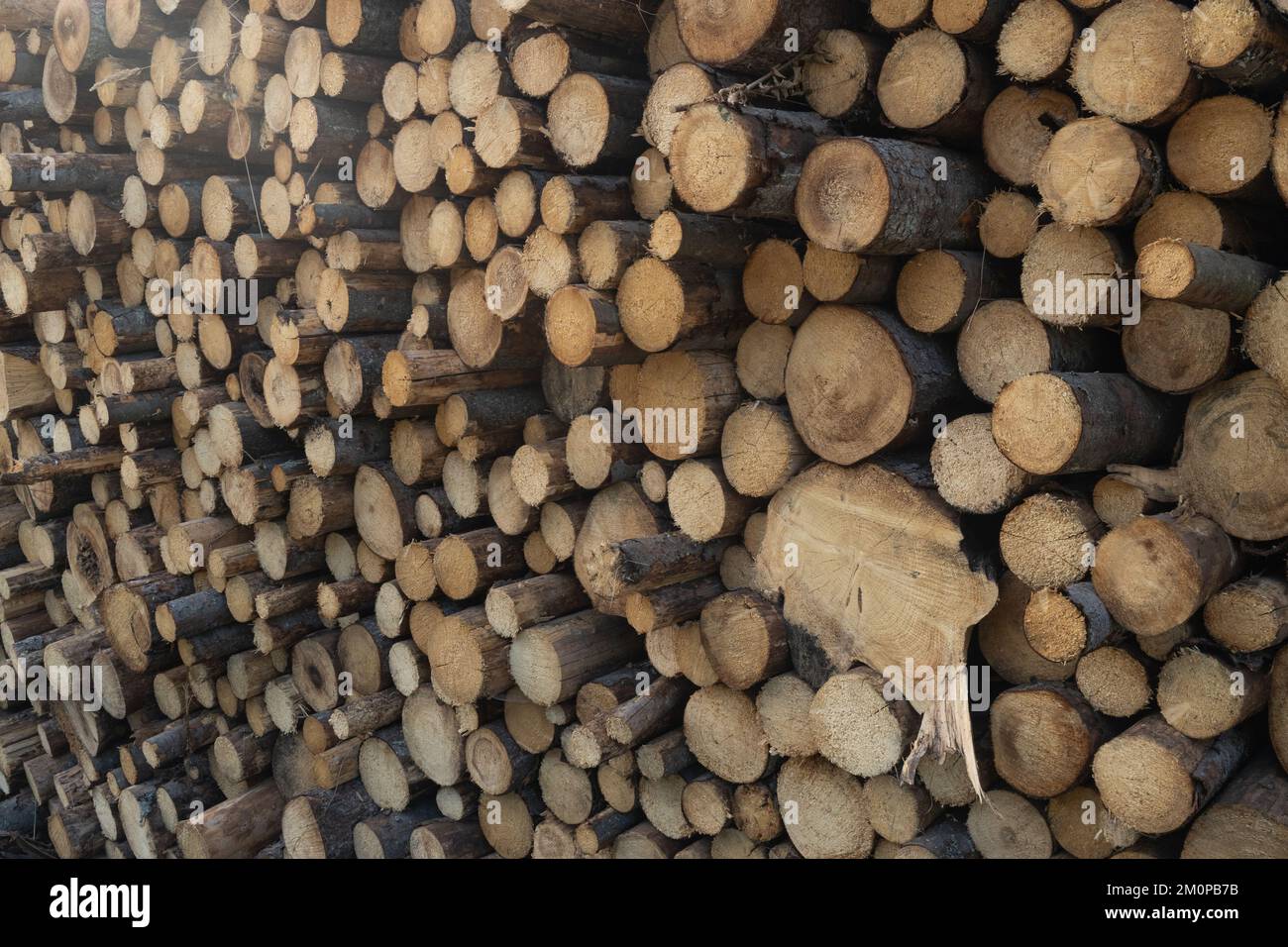 Conifer logs hi-res stock photography and images - Alamy