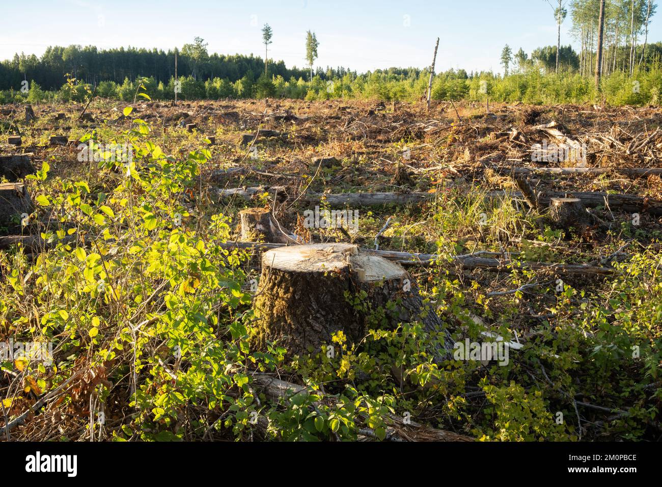 A tree stump on a freshly logged clear-cut area in summery Southern ...