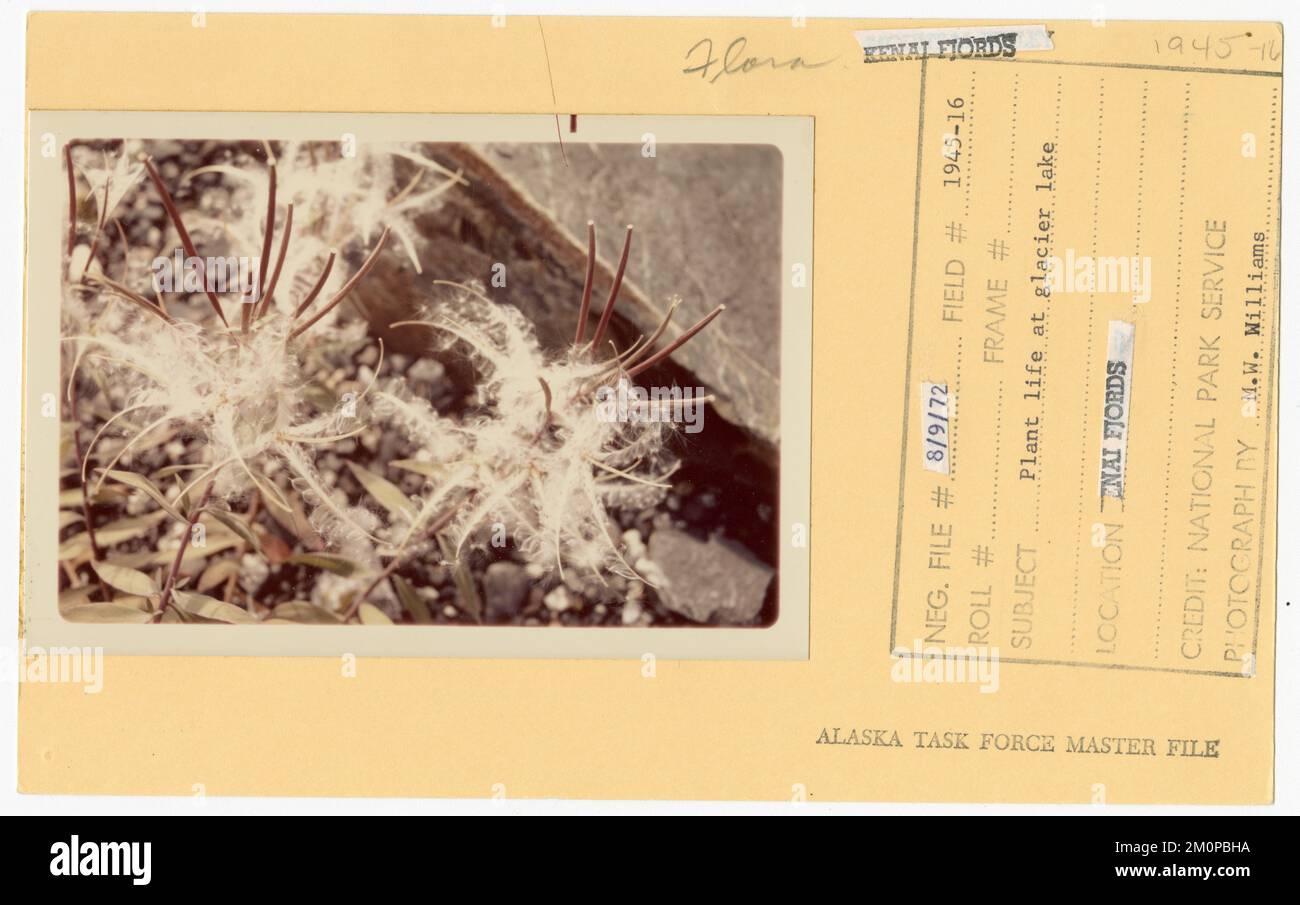 Plant life at glacier lake. Alaska Task Force Photographs Stock Photo ...