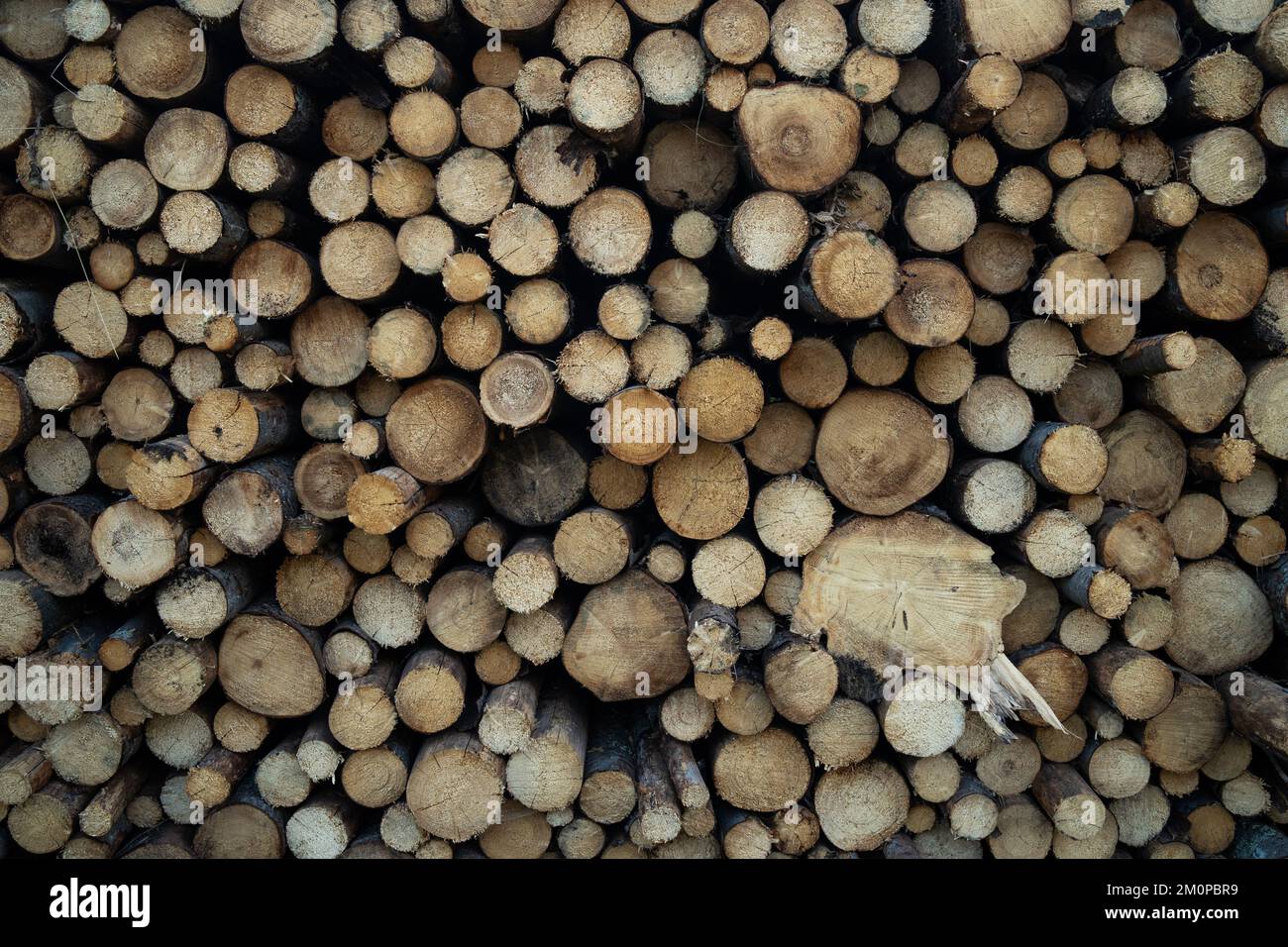 A texture of a pile of freshly cut conifer logs in Estonia, Northern ...