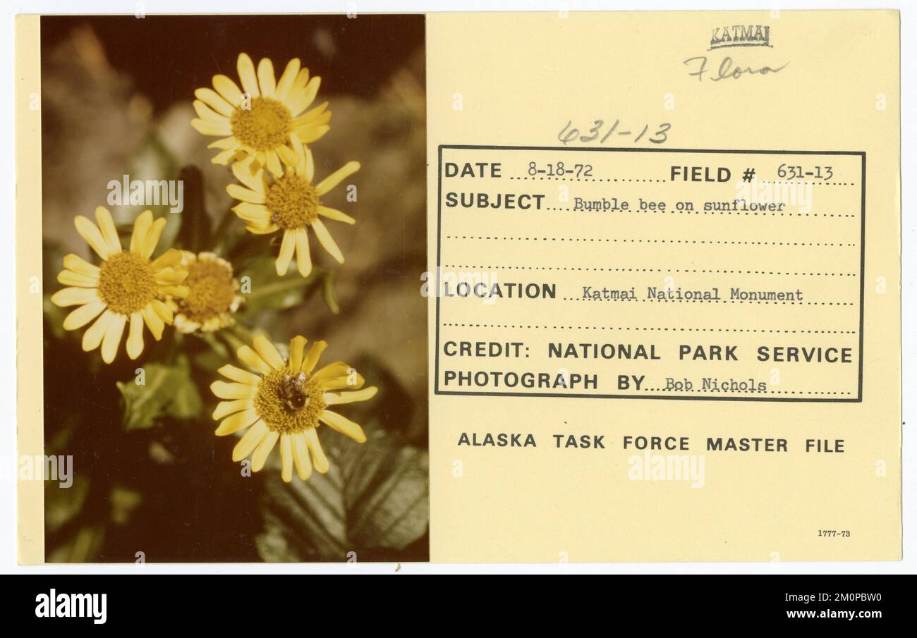 Bumble bee on sunflower. Alaska Task Force Photographs Stock Photo - Alamy