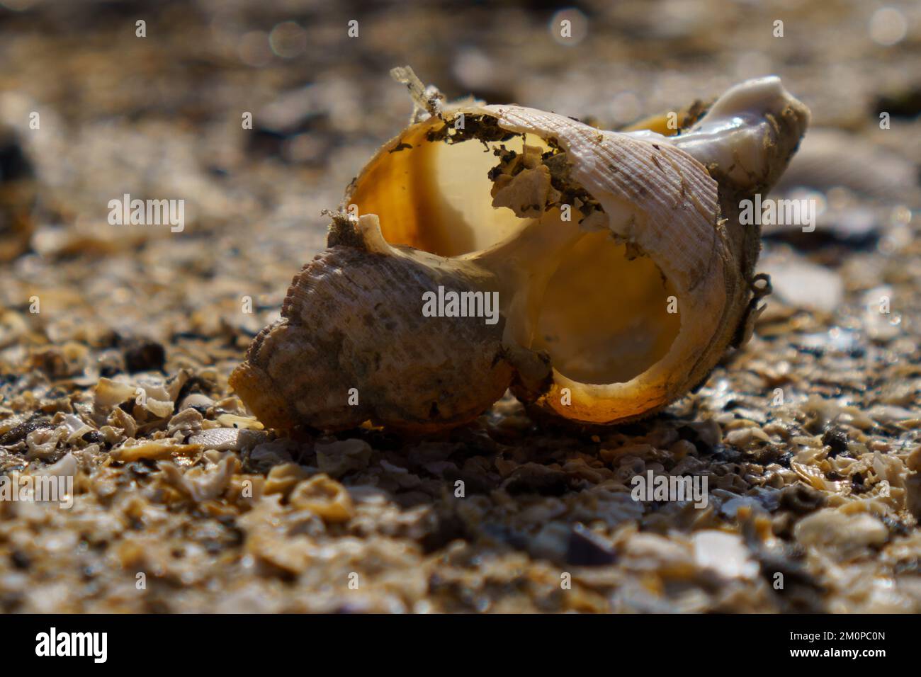 Small shell tropical beach hi-res stock photography and images - Alamy