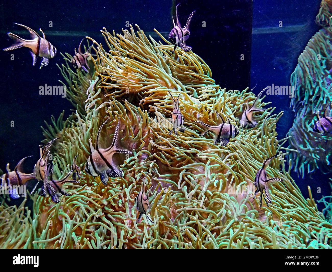An aquarium with colorful fish swimming around curly aquatic plants ...
