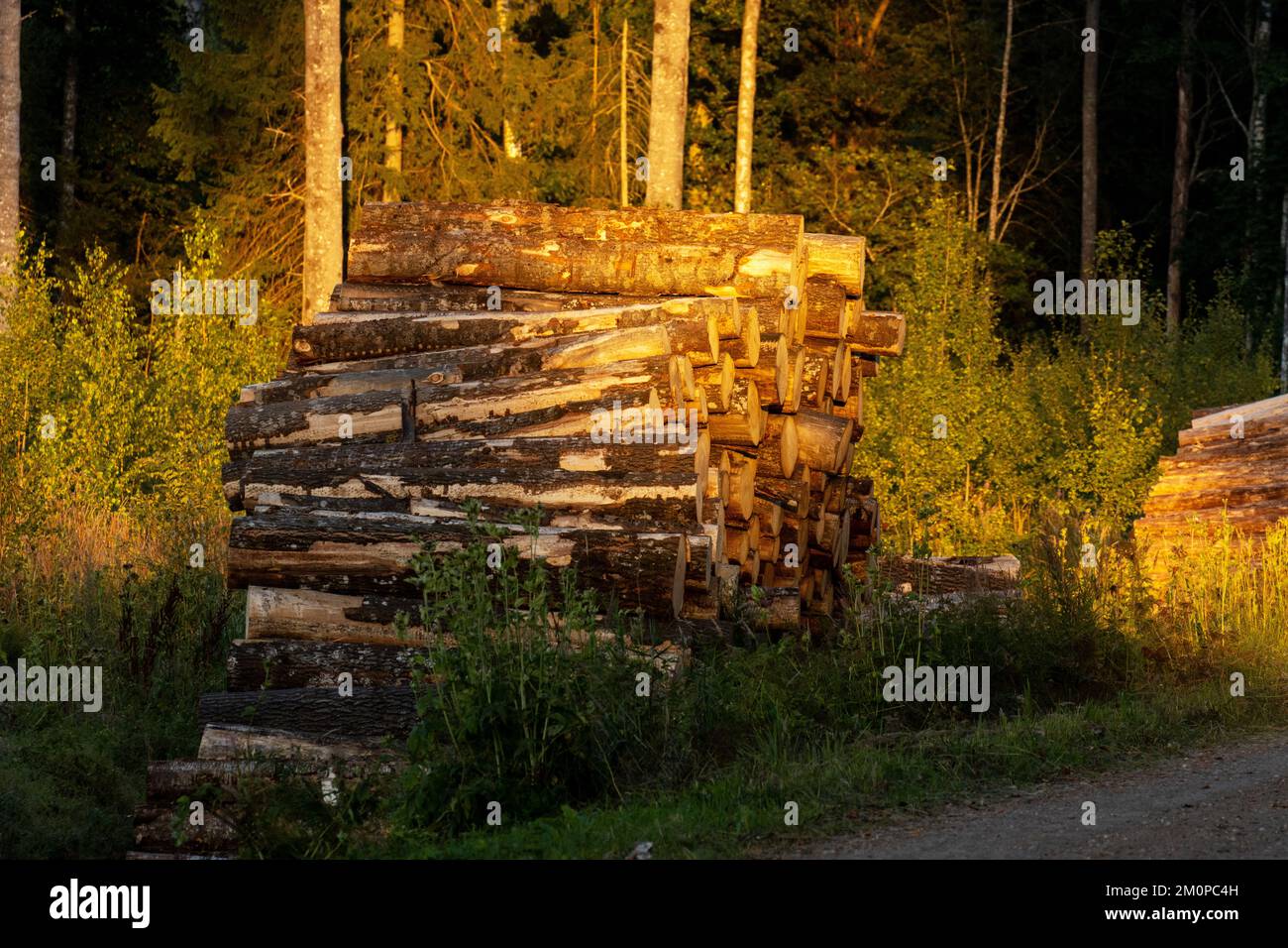Pile of freshly cut Aspen logs by a dirt road on a summer evening in ...