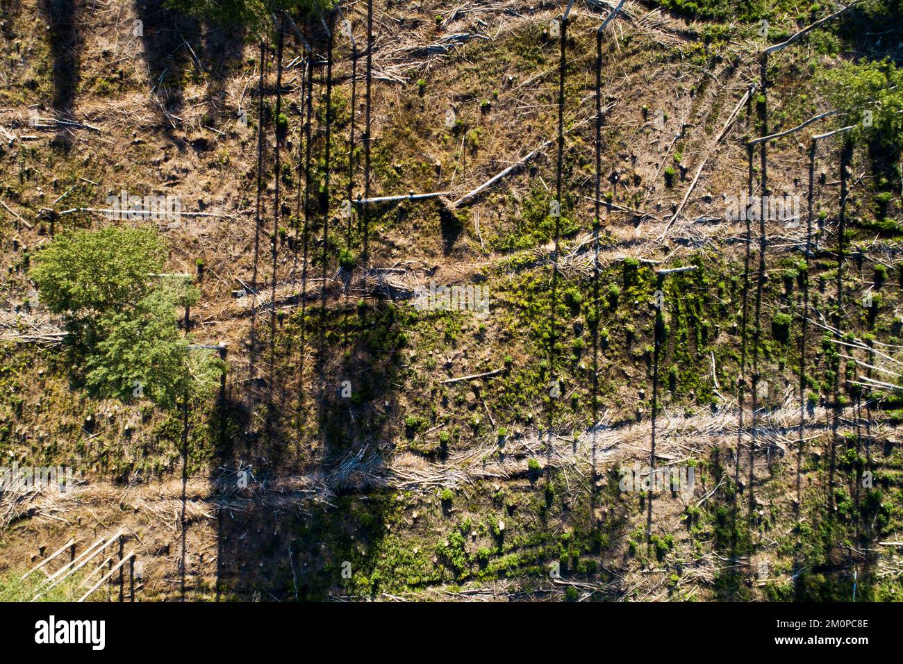 An aerial of a surface of clear-cut area in summery Estonia, Northern ...