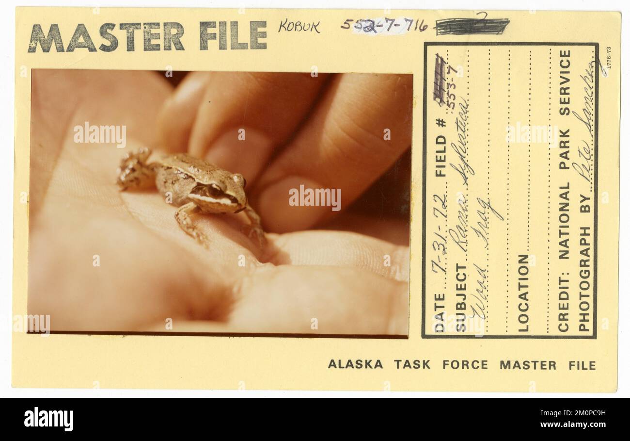 Rana sylvatica wood frog. Alaska Task Force Photographs Stock Photo - Alamy