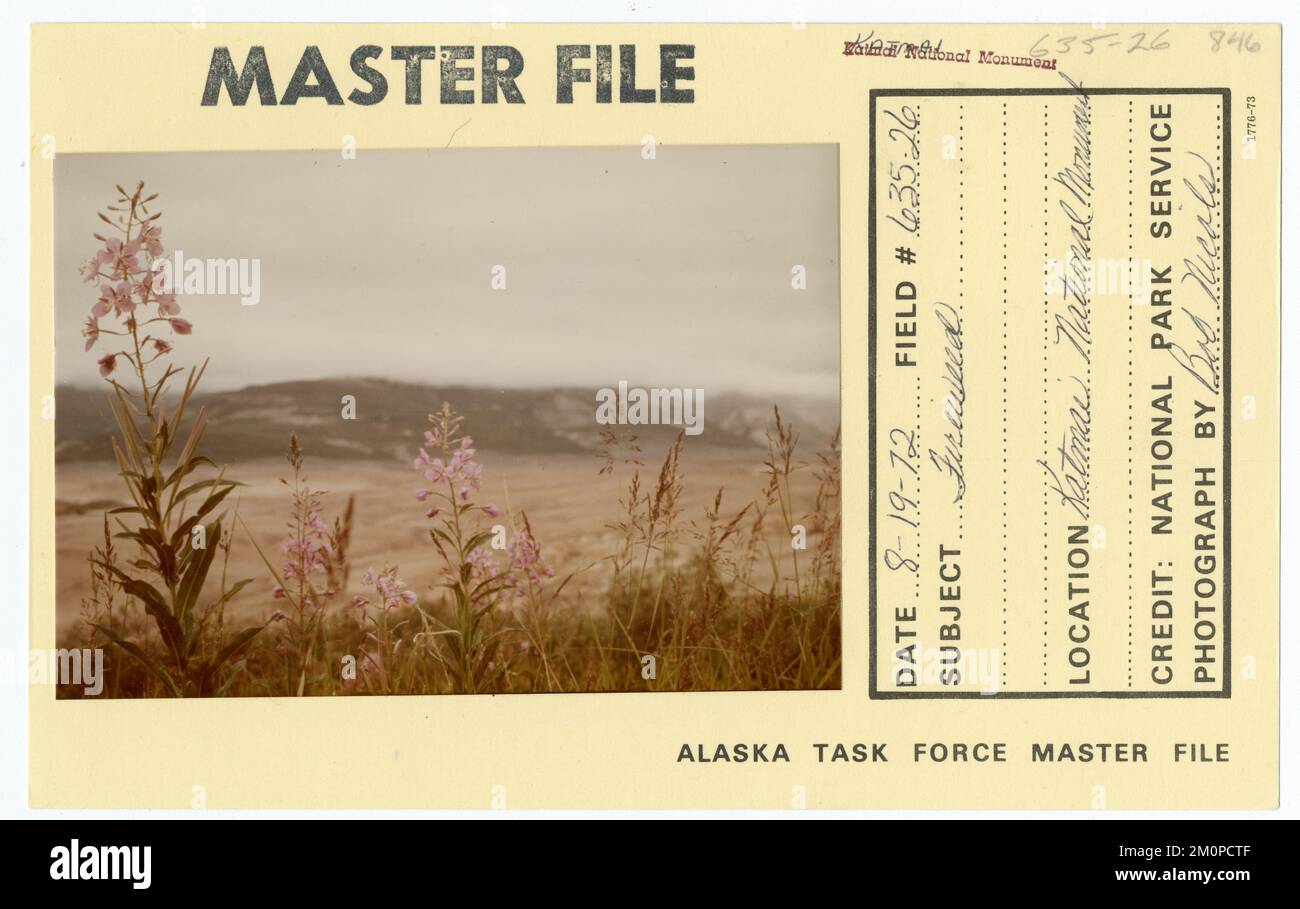 Fireweed. Alaska Task Force Photographs Stock Photo - Alamy