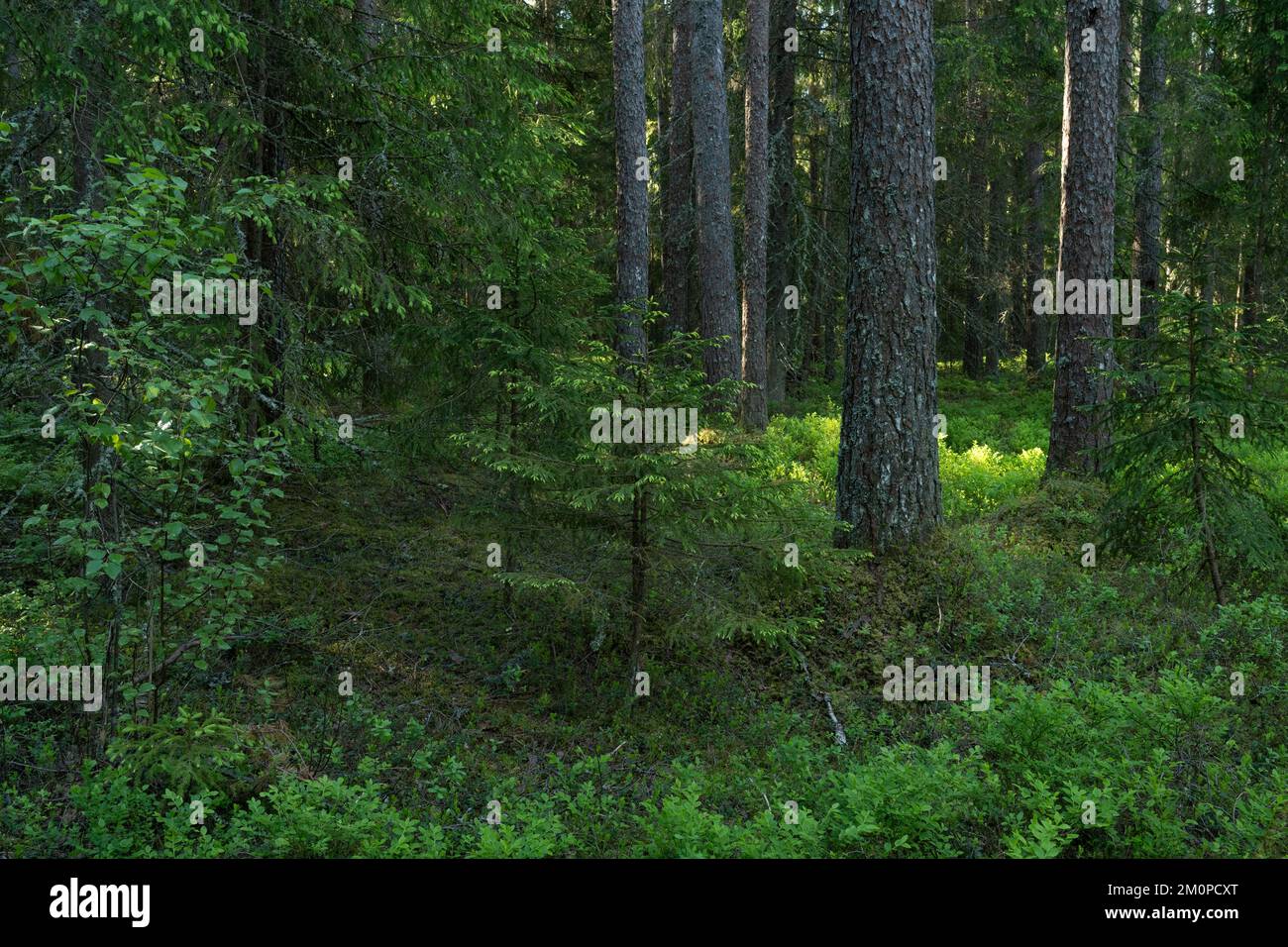 Summery lush pine forest hi-res stock photography and images - Alamy