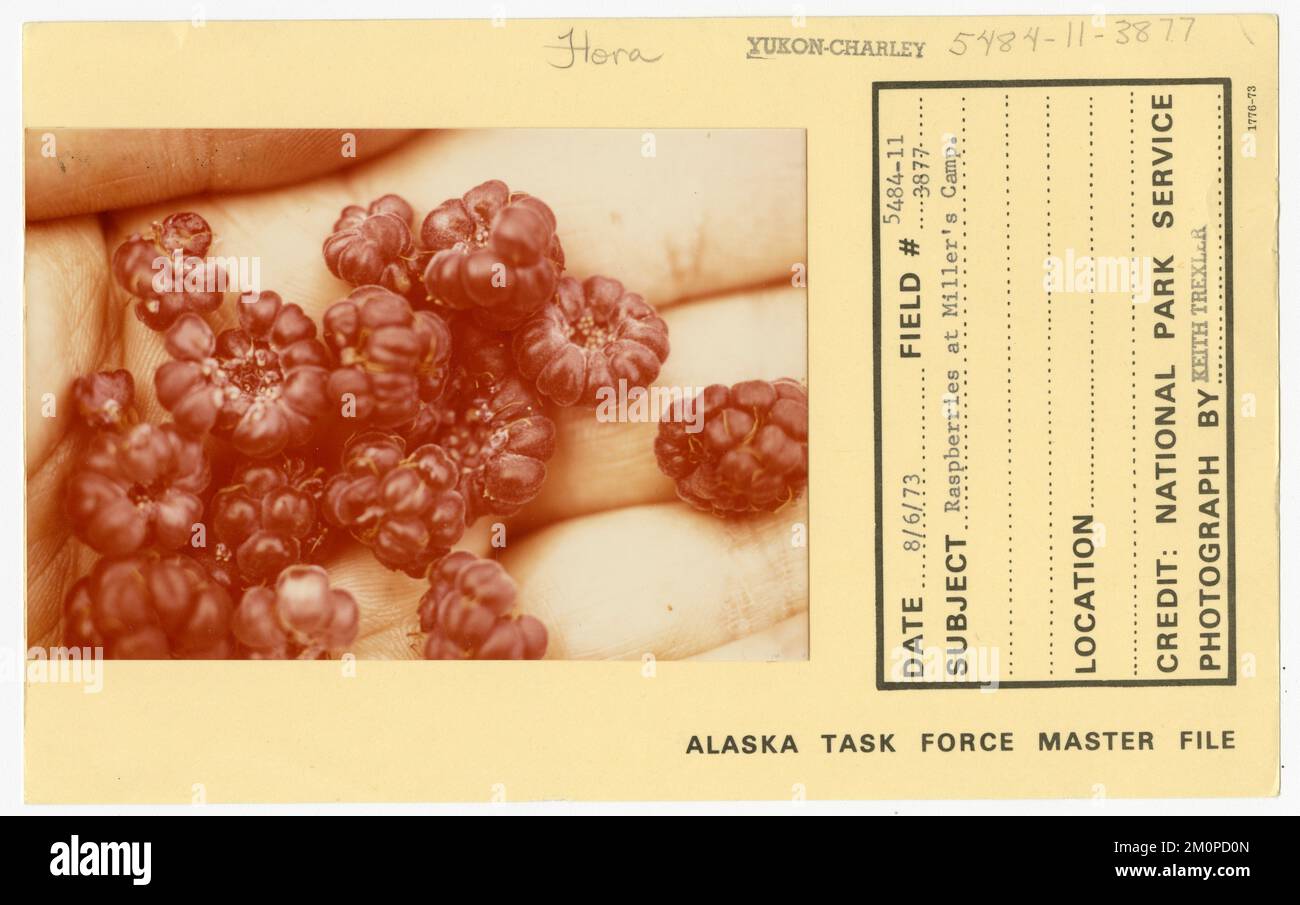 Raspberries at Miller's camp. Alaska Task Force Photographs Stock Photo ...